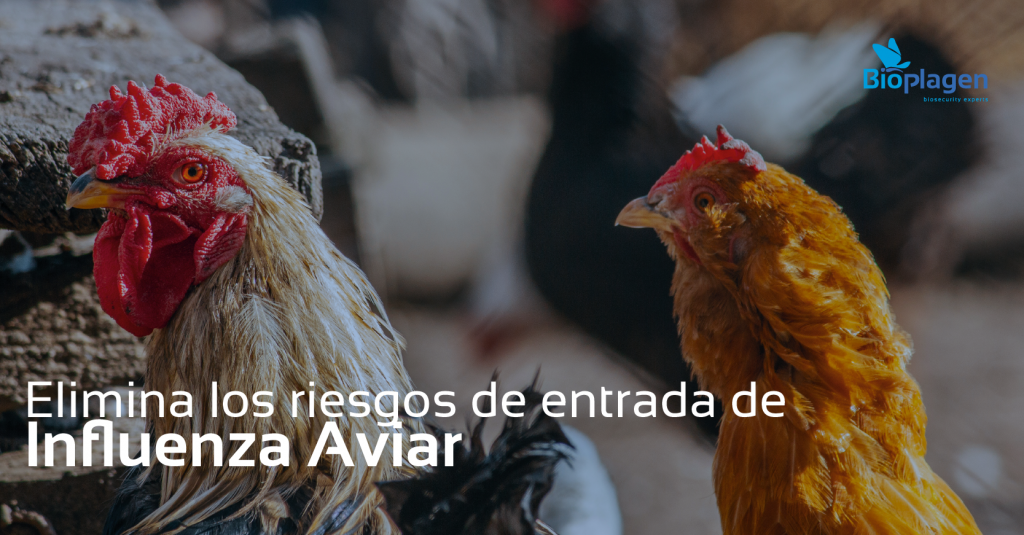 Elimina los riesgos de entrada de la Influenza Aviar - Bioplagen